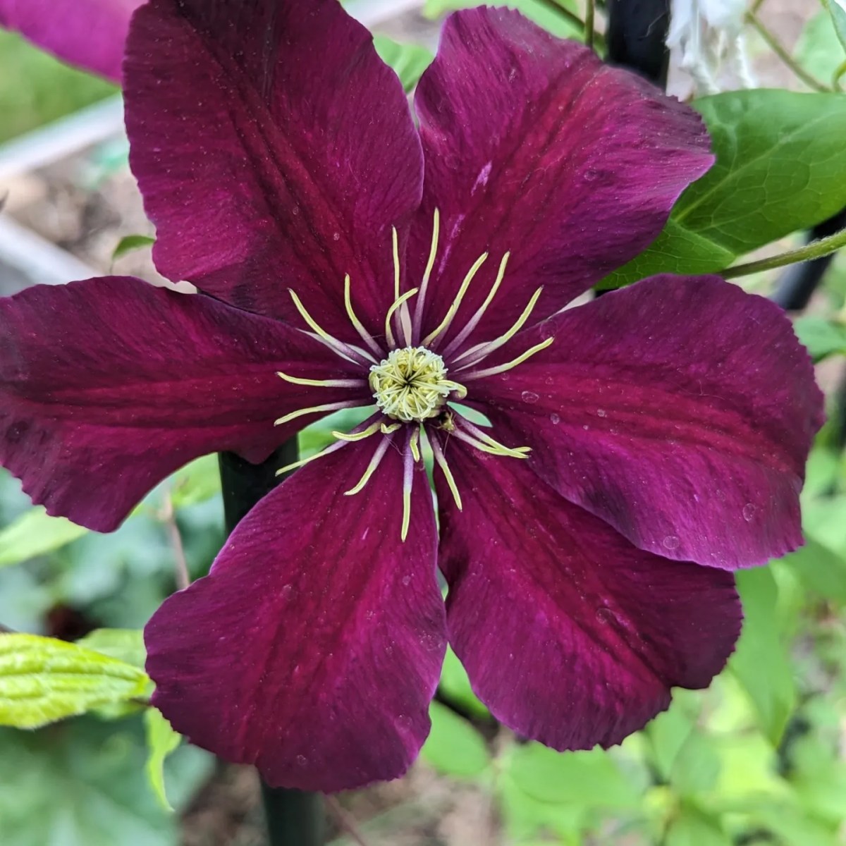 Abstract Clematis #1 – Two Book Reflections